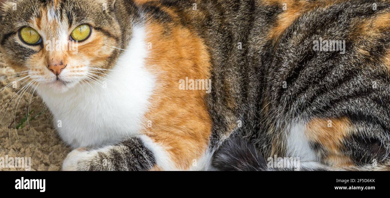 American wire hair cat hi-res stock photography and images - Alamy