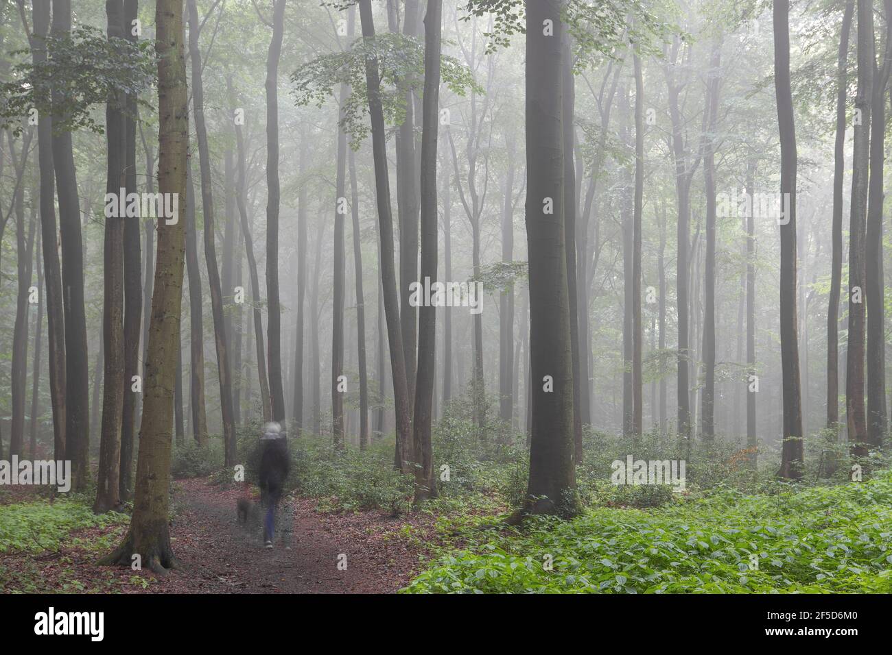 common beech (Fagus sylvatica), walker in the misty forest, Germany ...