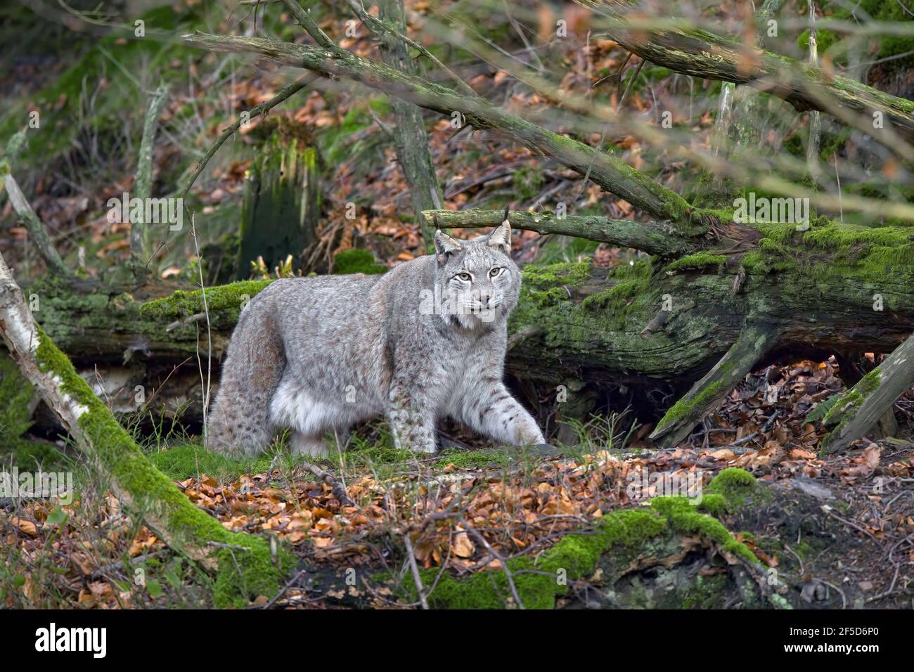 Eurasian lynx (Lynx lynx), roaming its territory, Germany Stock Photo ...