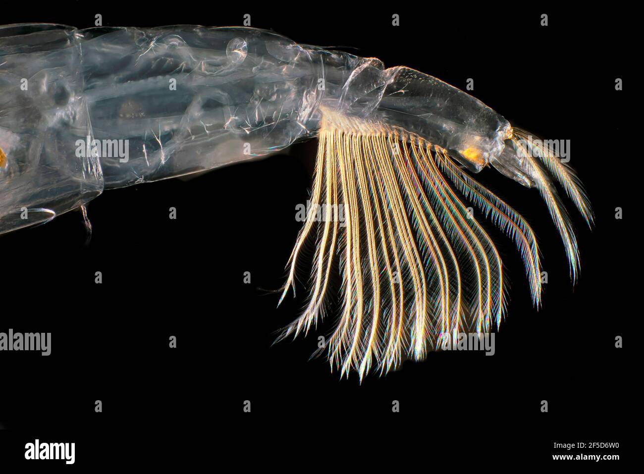 Phantom midge (Chaoborus spec.), larva of a Phantom midge, tail, dark ...