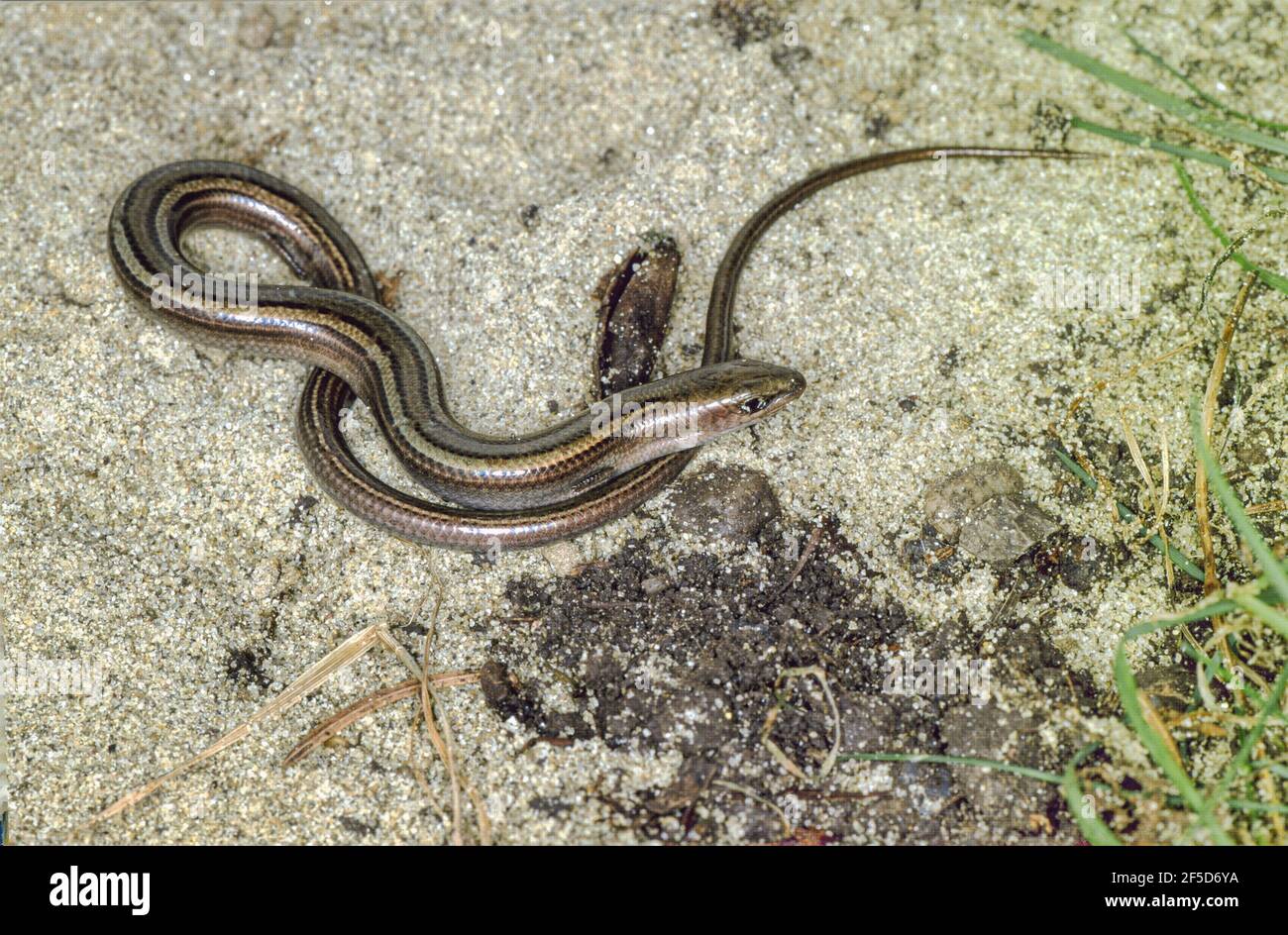 Algerian hi-res stock photography and images - Alamy