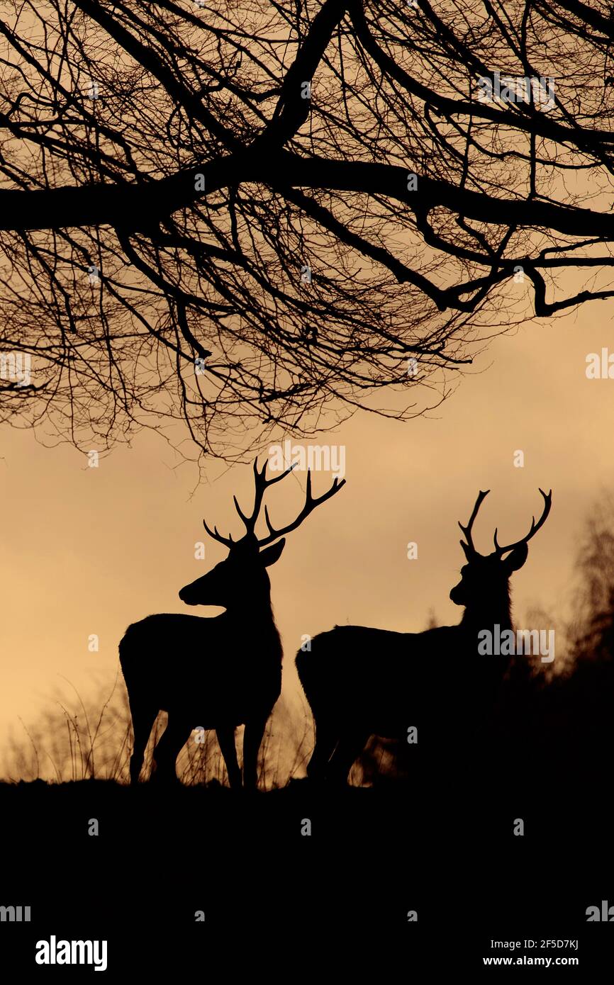 Dawn deer hi-res stock photography and images - Alamy