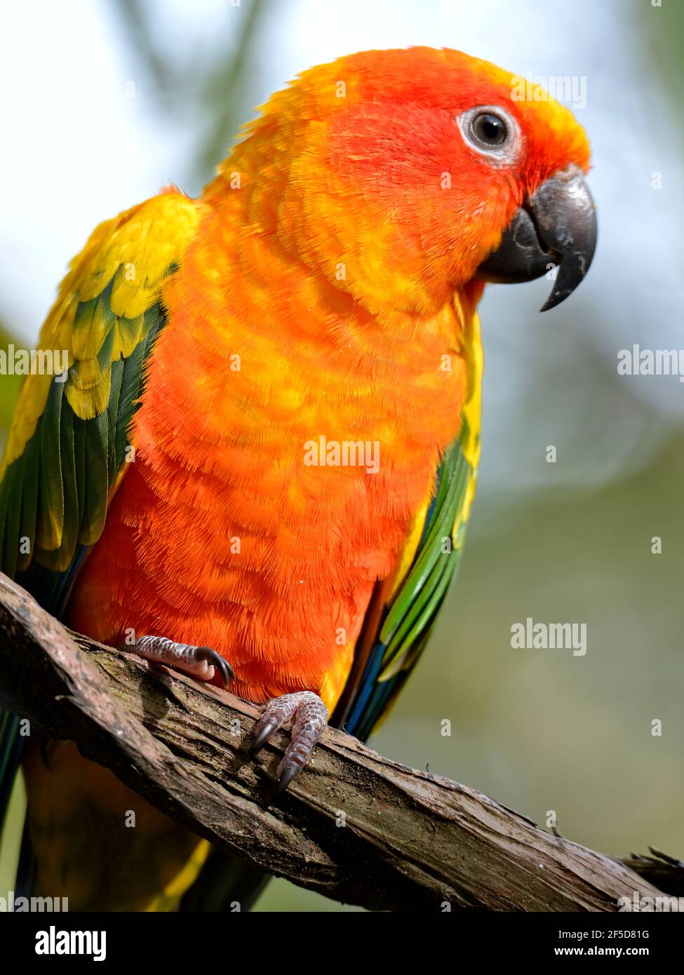 Ara aratinga hi-res stock photography and images - Alamy