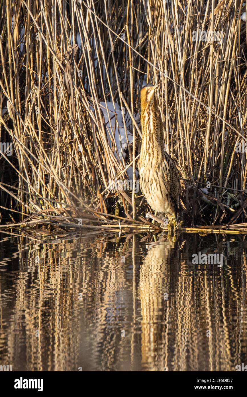 Eurasian bittern (Botaurus stellaris), sitting on shore in front of ...
