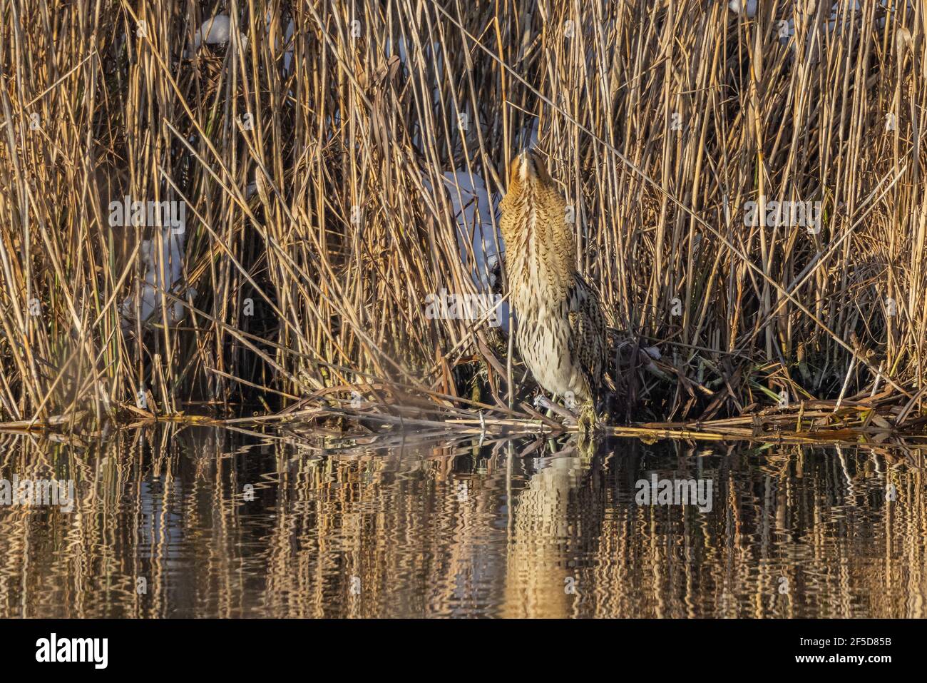 Eurasian bittern (Botaurus stellaris), sitting on shore in front of ...