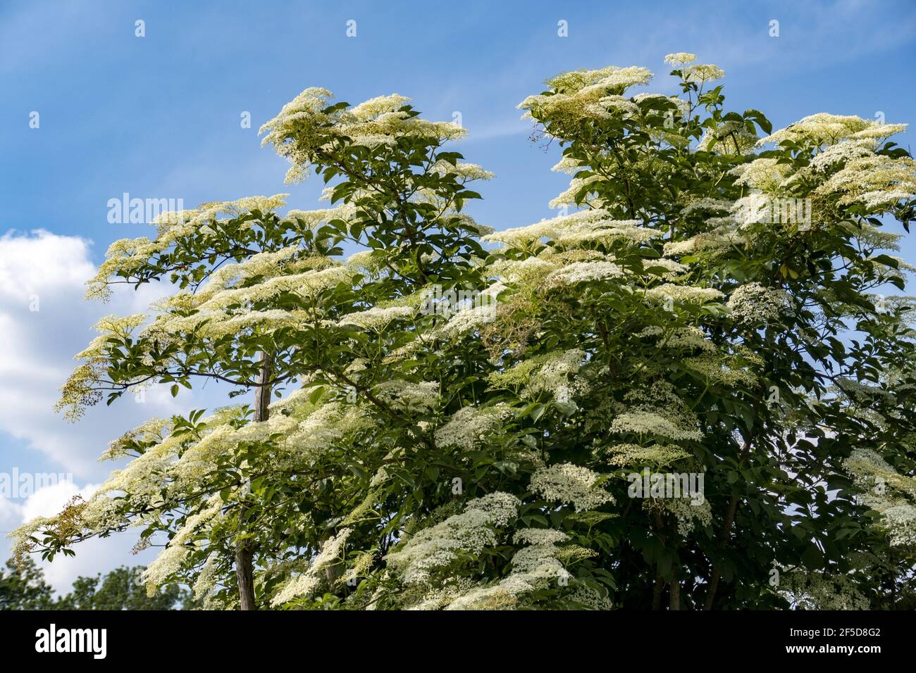 Elderberry flowers in a tree against blue sky background Stock Photo ...