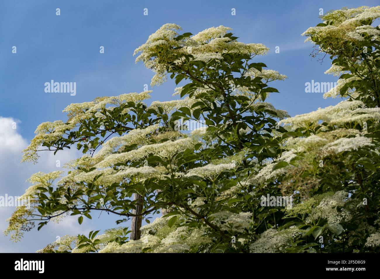 Elderberry flowers in a tree against blue sky background Stock Photo ...