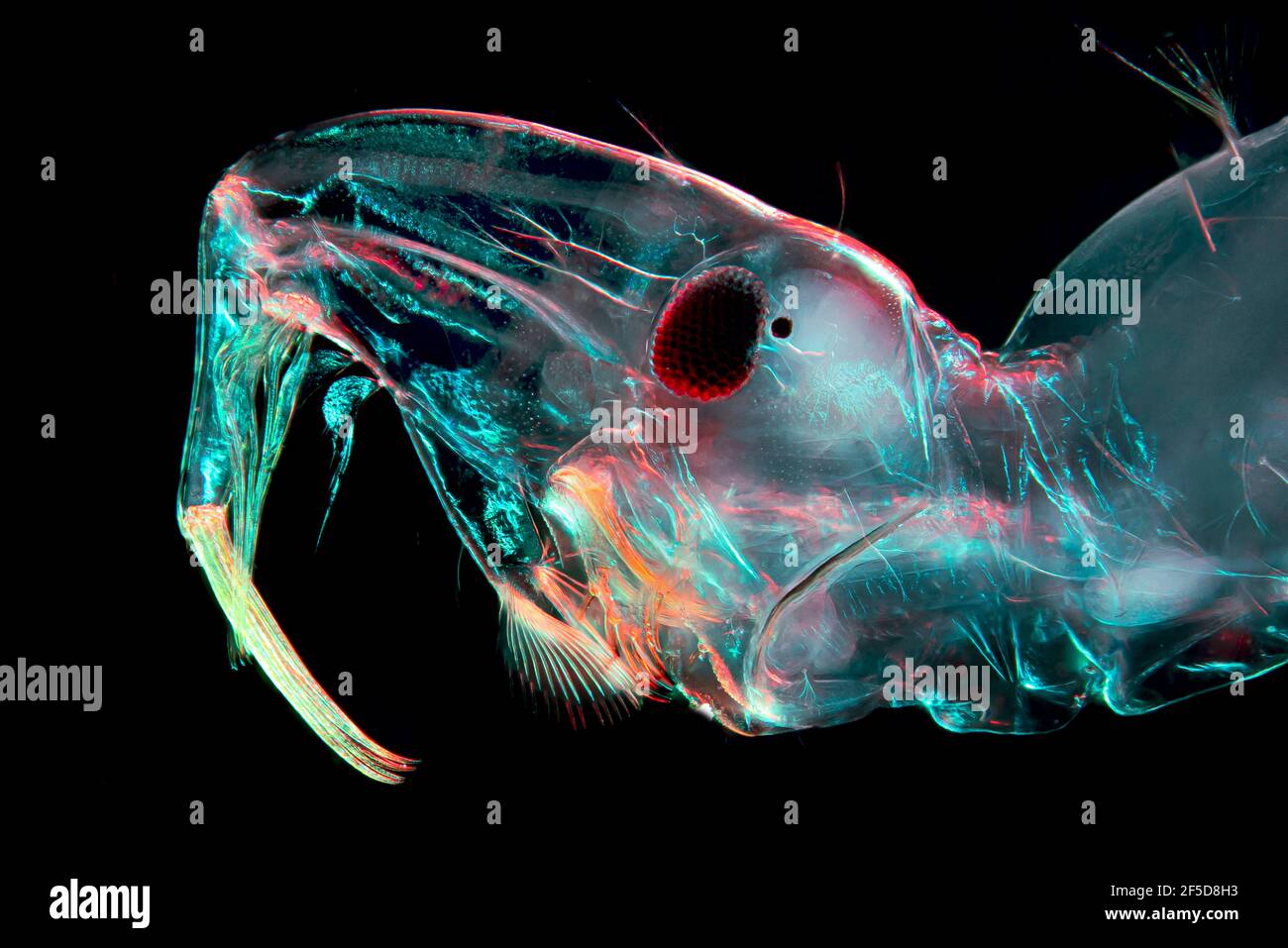 Phantom midge (Chaoborus spec.), larva of a Phantom midge, dark field ...