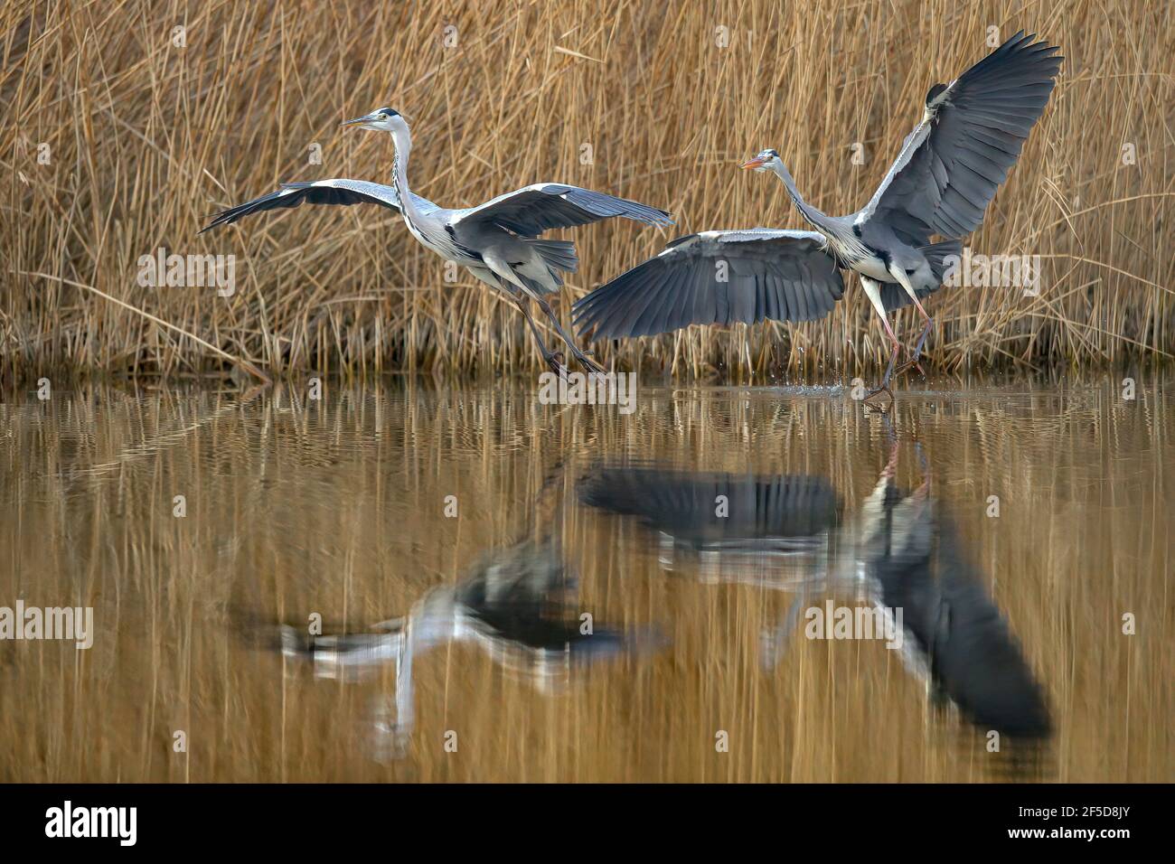 grey heron (Ardea cinerea), grey herons fighting for territory, Germany ...