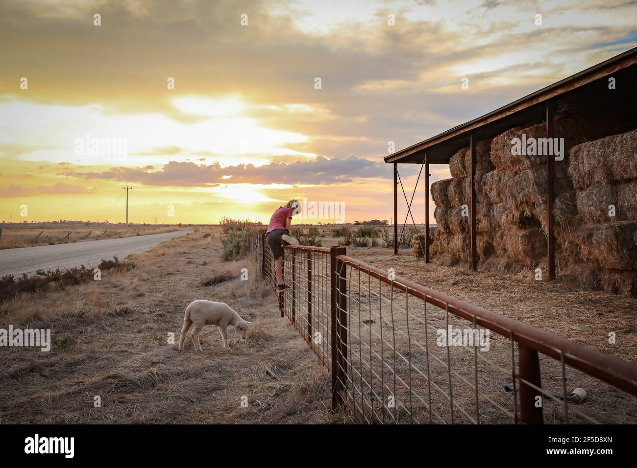 Young boy trying t cross a metal fence to reach stored hay cubes during ...