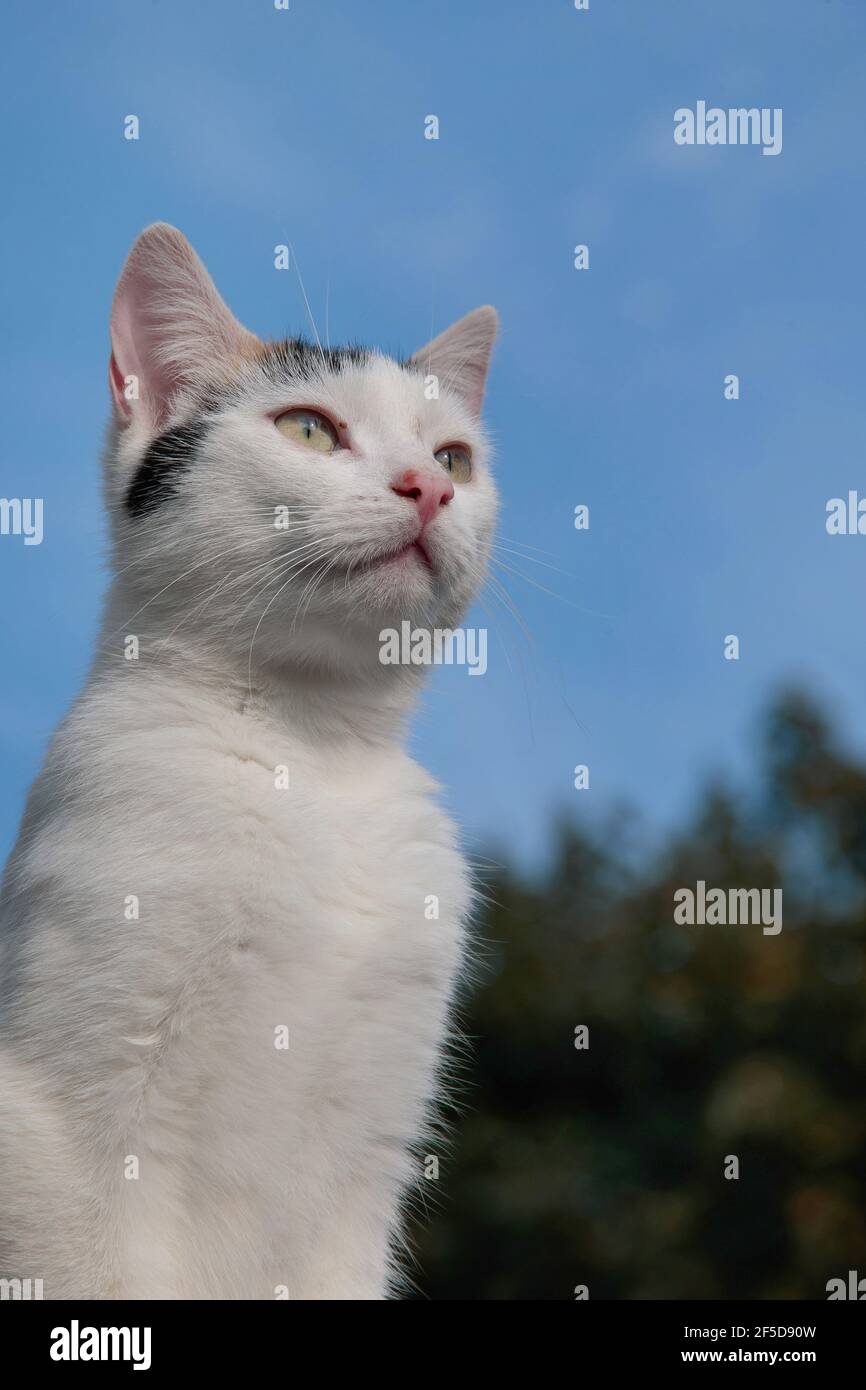 domestic cat, house cat (Felis silvestris f. catus), standing outdoors ...