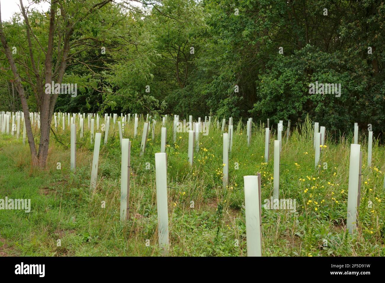 new planting of a forest, wild growth area was planted with site ...