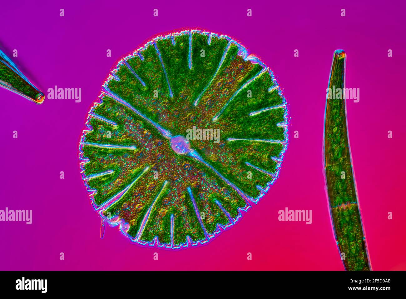 Light green colour hi-res stock photography and images - Alamy