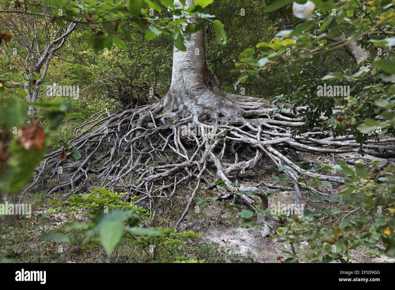 common beech (Fagus sylvatica), exposed roots at a slope, Denmark, Mons ...