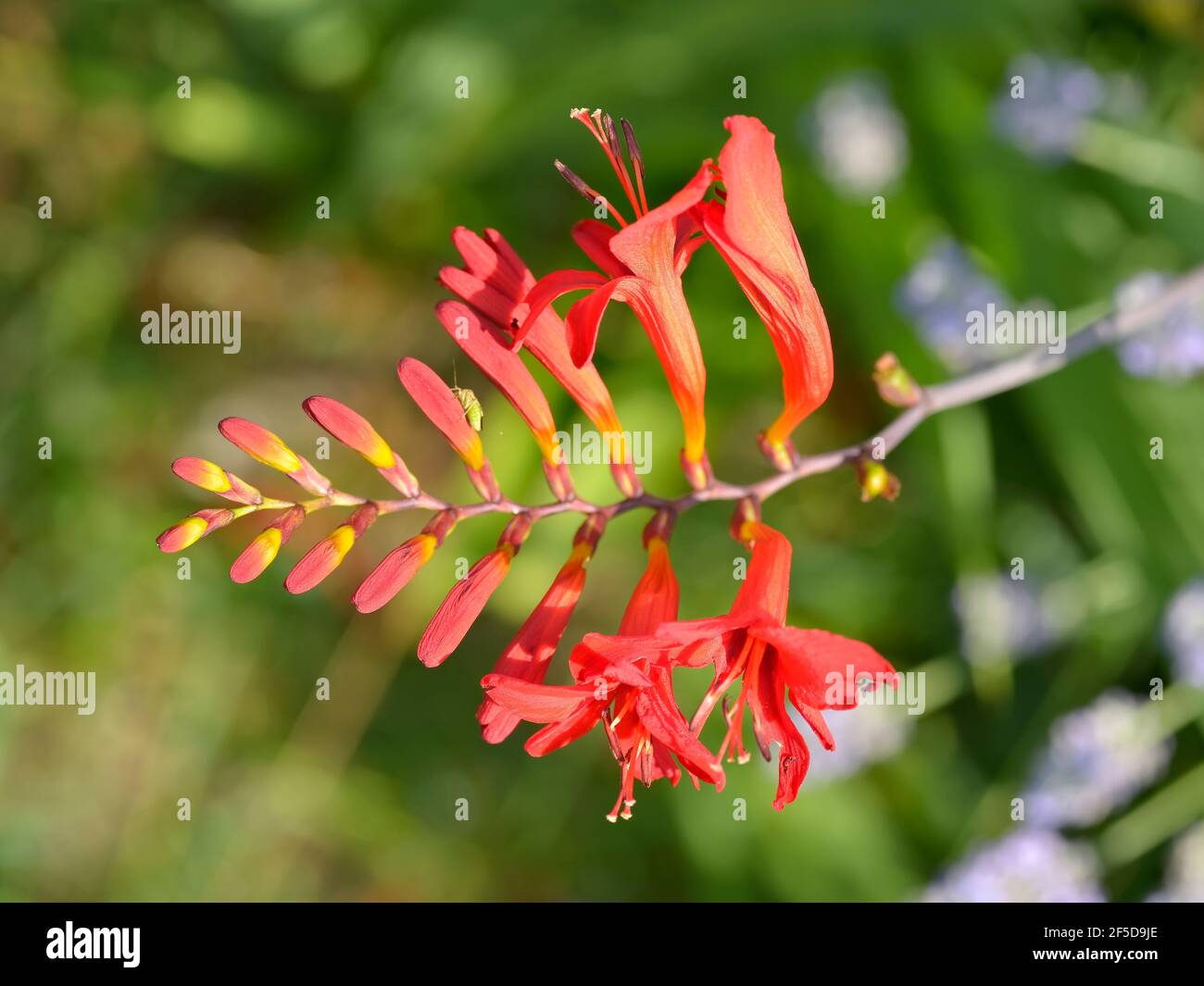 Crocosmia flower hi-res stock photography and images - Alamy