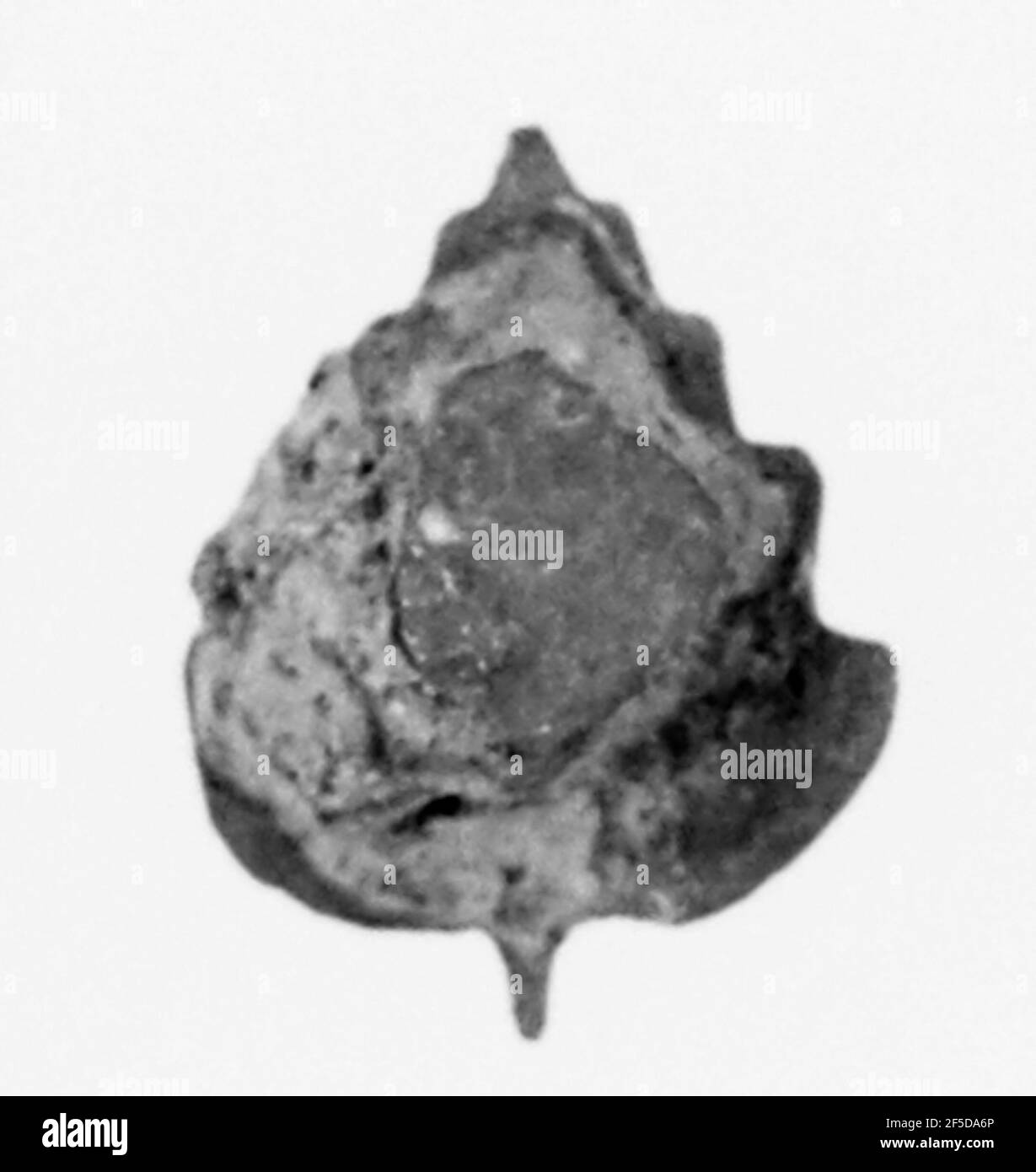 Leaf attachment hi-res stock photography and images - Alamy