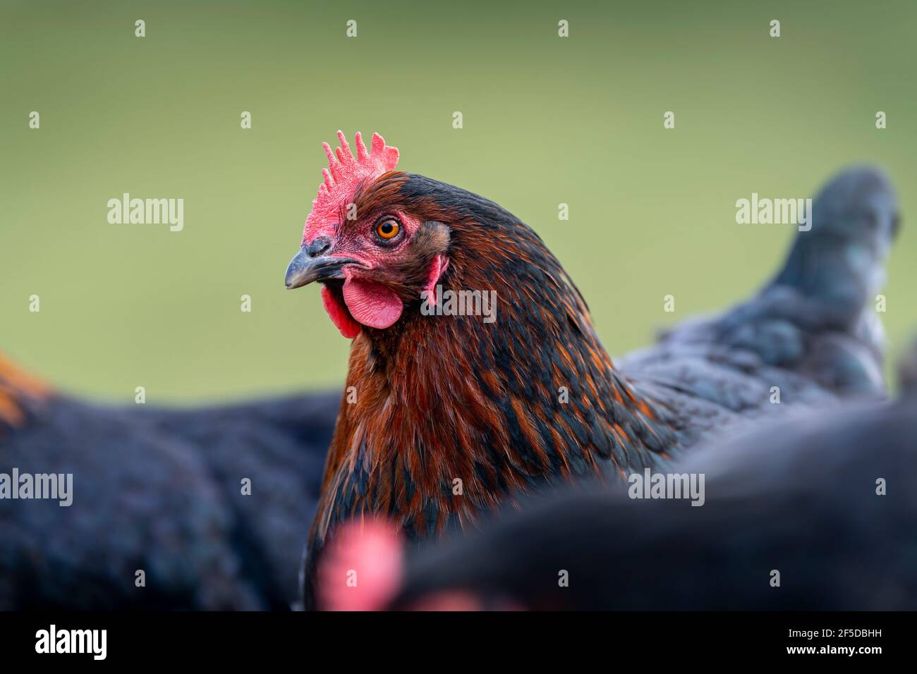 Freerange hens hi-res stock photography and images - Alamy