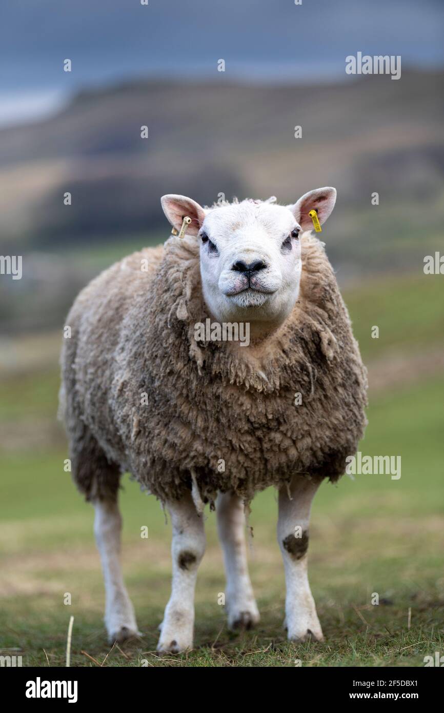 Texel yearling ram in pasture, North Yorkshire, UK Stock Photo - Alamy