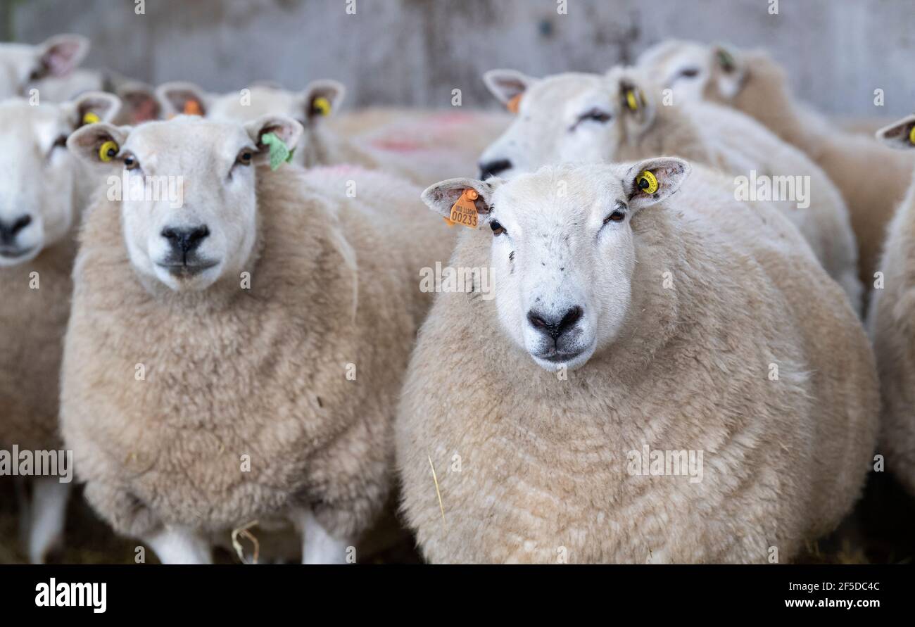 Sheep in shed hi-res stock photography and images - Alamy