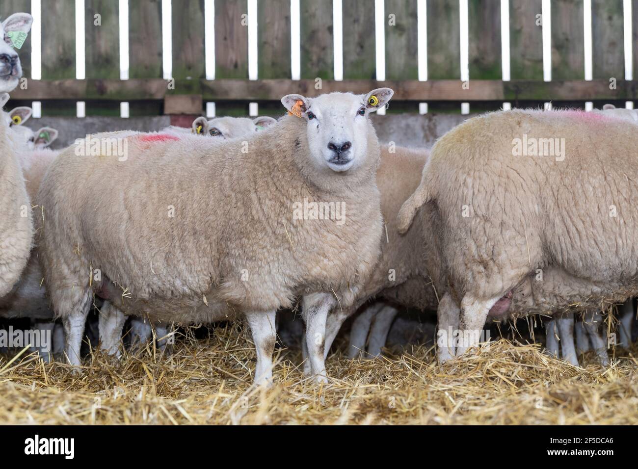 Lambing uk hi-res stock photography and images - Alamy
