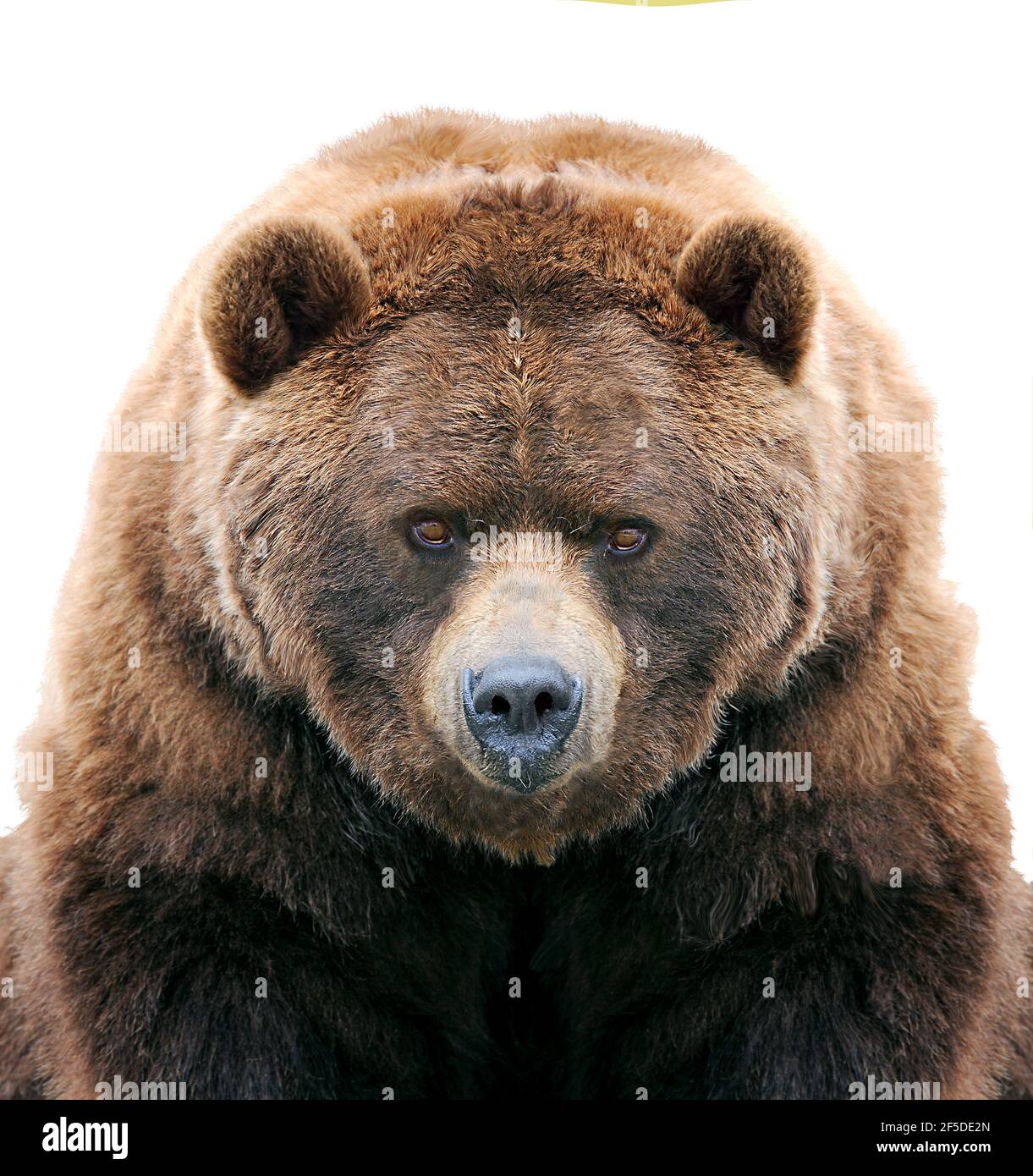 Black bear isolated on hi-res stock photography and images - Alamy