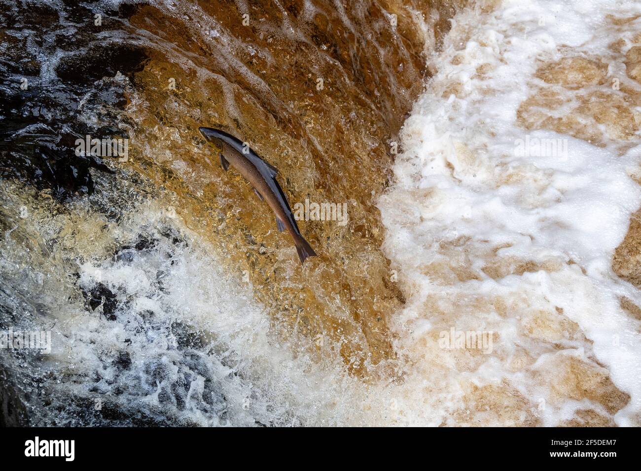 Wild Atlantic Salmon leaping Stainforth Foss on the River Ribble in the ...