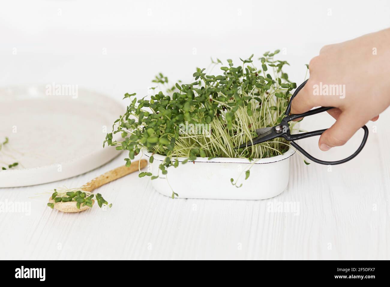 Growing microgreens at home. Hands cutting fresh flax sprouts with ...