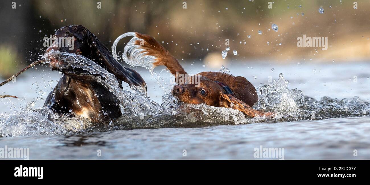 Spaniel dogs playing in a river, North Yorkshire, UK Stock Photo - Alamy