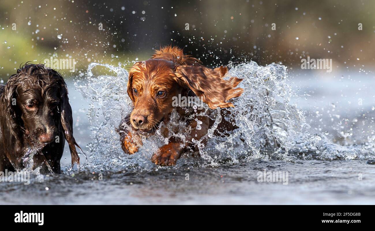Spaniel dogs playing in a river, North Yorkshire, UK Stock Photo - Alamy