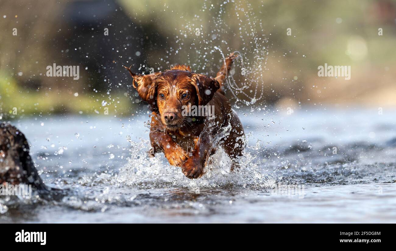 Spaniel dogs playing in a river, North Yorkshire, UK Stock Photo - Alamy