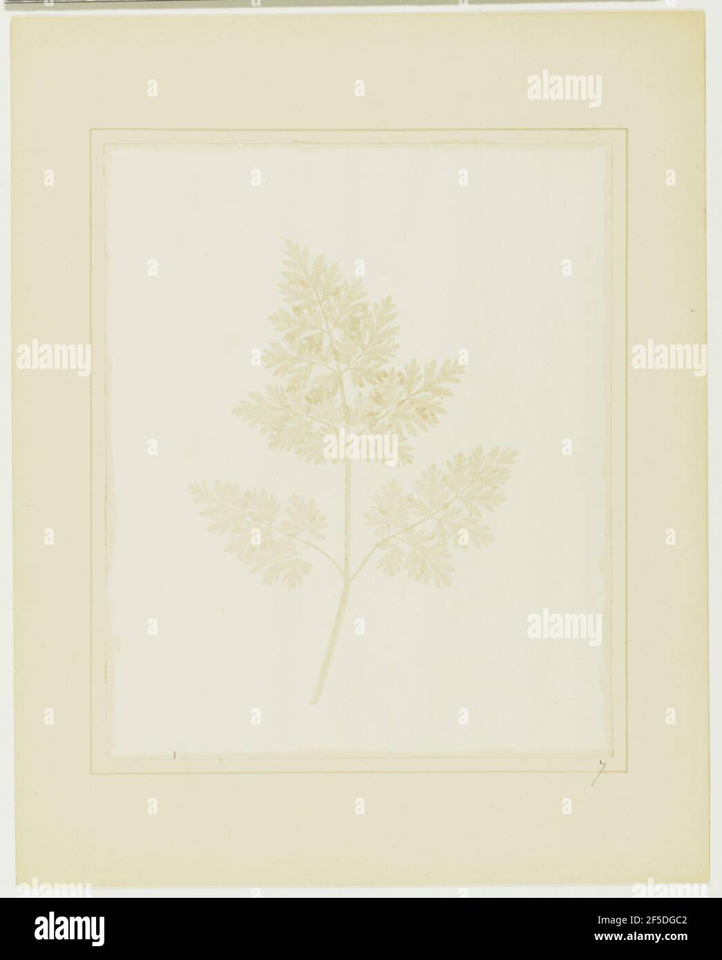 William fox talbot specimen hi-res stock photography and images - Alamy