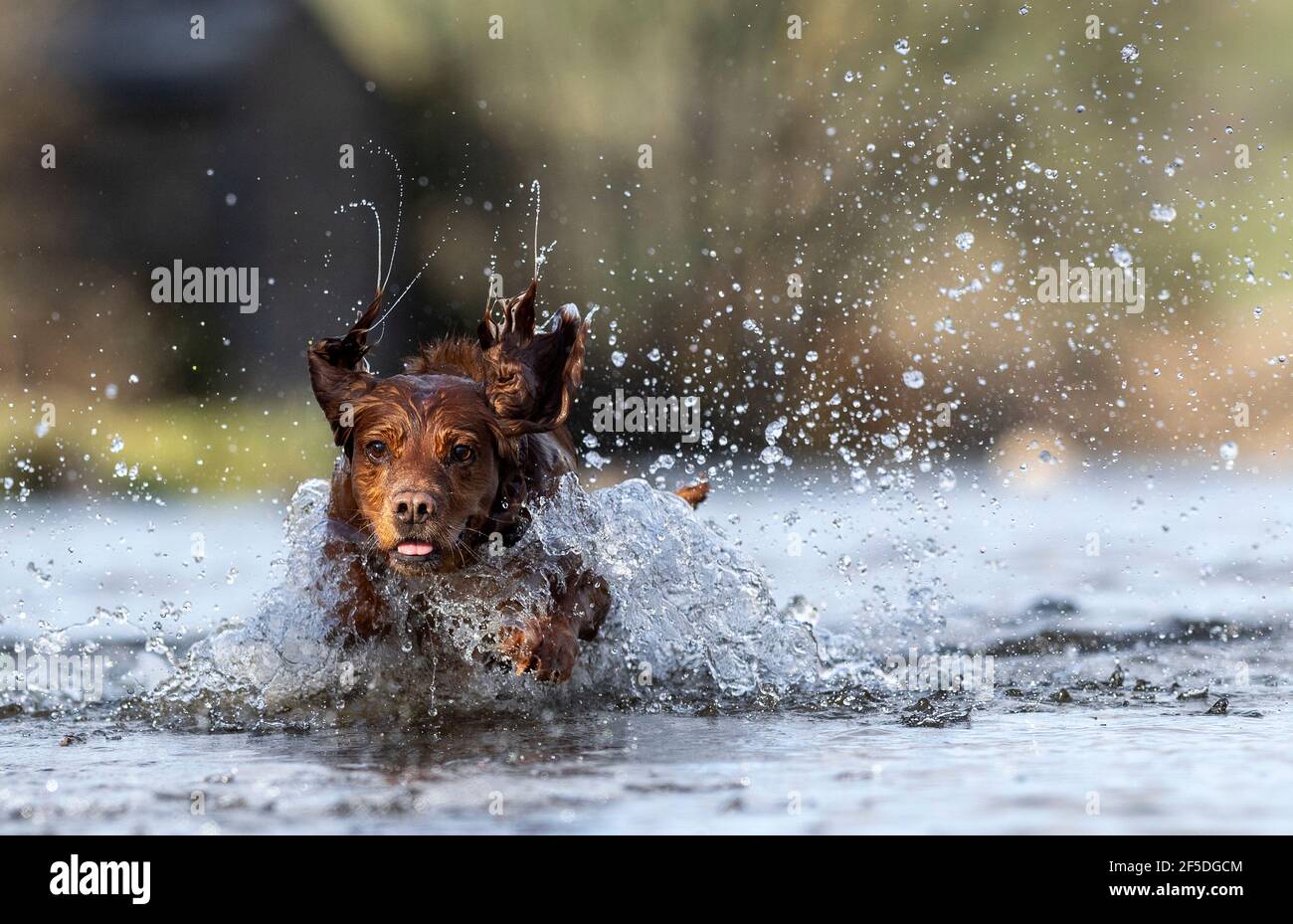 Spaniel dogs playing in a river, North Yorkshire, UK Stock Photo - Alamy