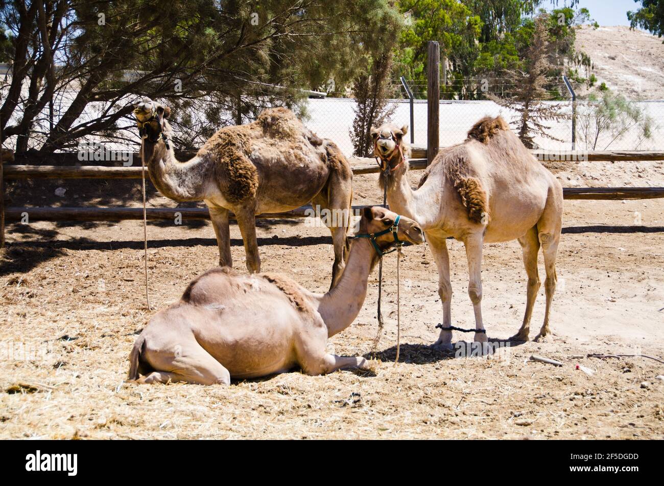 Camels at "Ship of the Desert" bedouin tourist attraction, Israel Stock ...