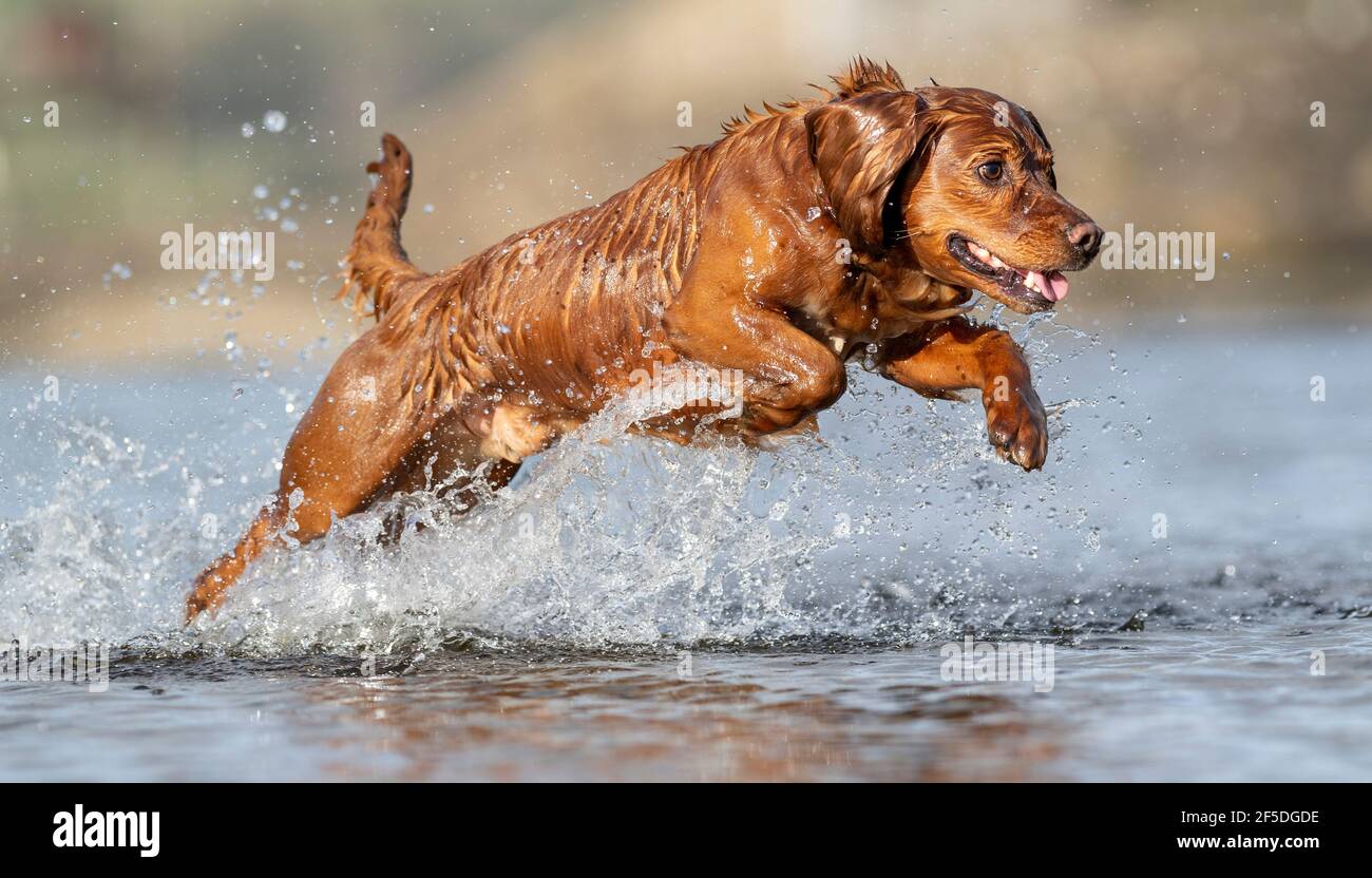 Spaniel dogs playing in a river, North Yorkshire, UK Stock Photo - Alamy