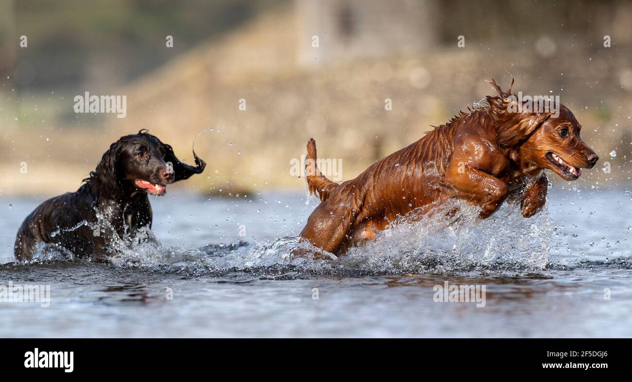 Spaniel dogs playing in a river, North Yorkshire, UK Stock Photo - Alamy