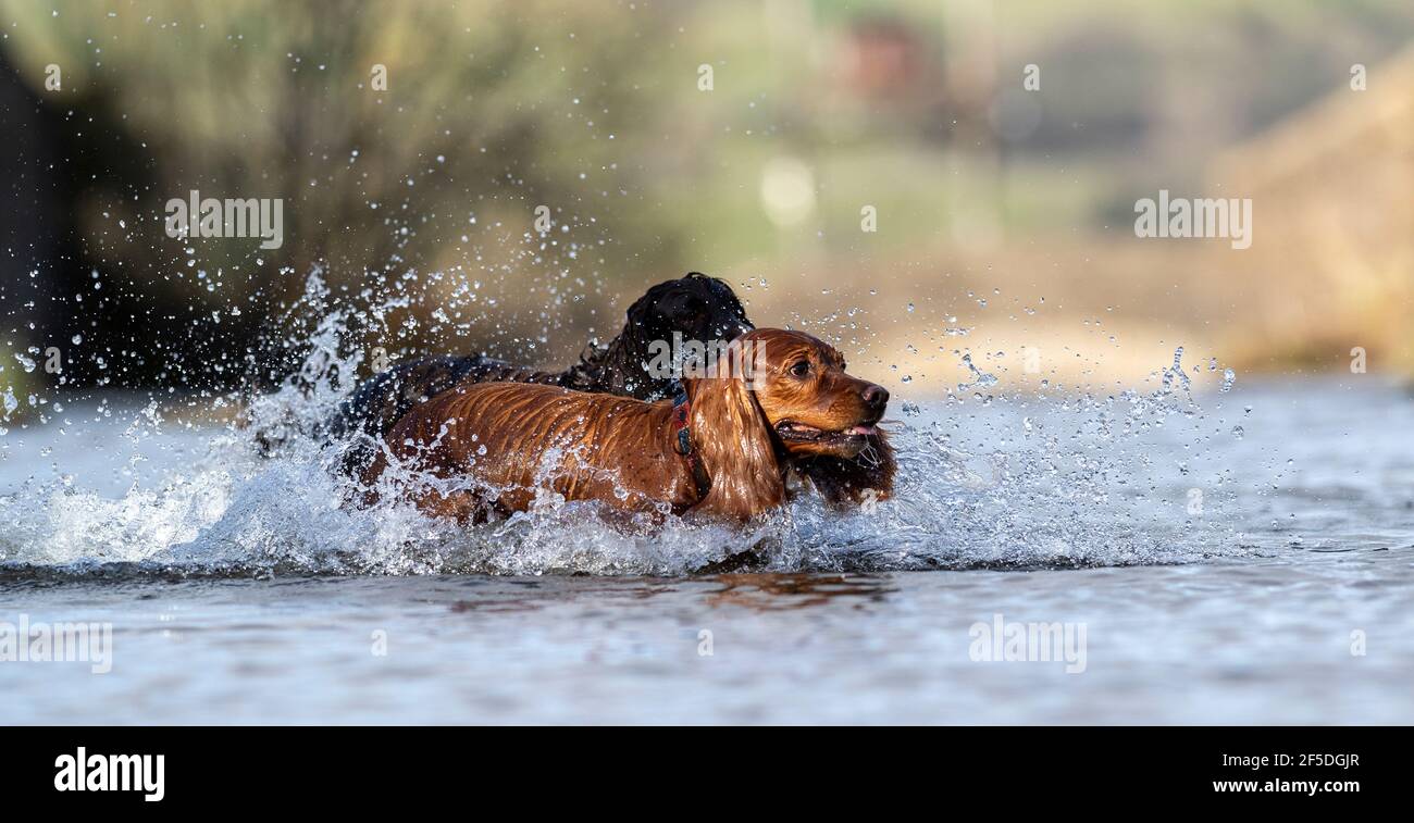 Spaniel dogs playing in a river, North Yorkshire, UK Stock Photo - Alamy