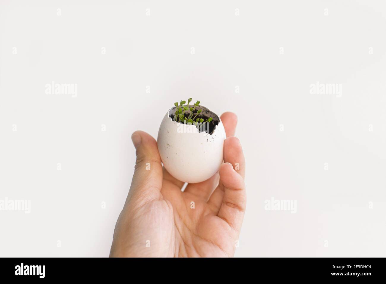 Hand holding egg shell with fresh sprouts on white background. Arugula ...