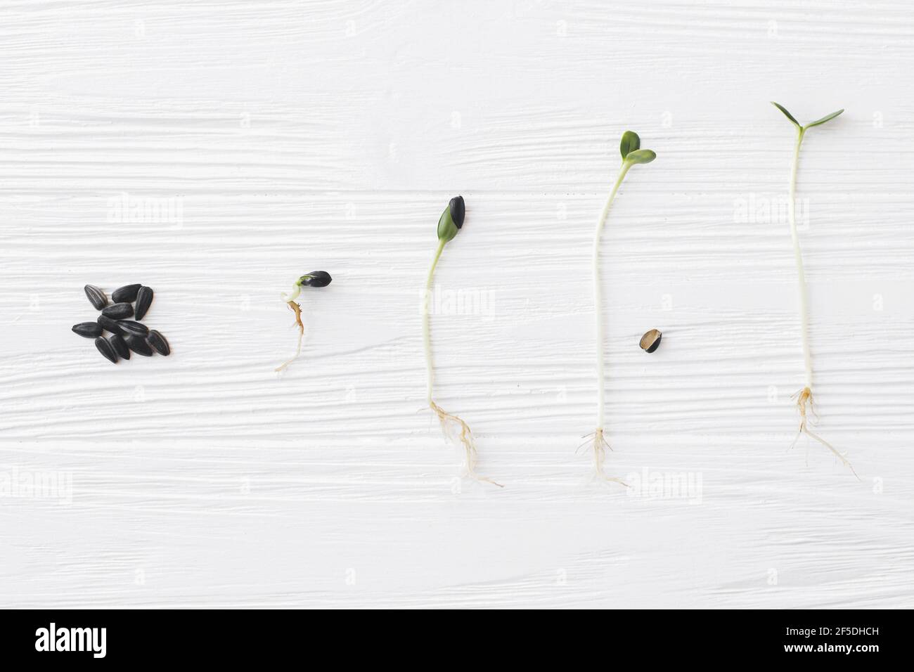 Plant growing process cycle. Sunflower seeds and sunflowers sprouts in ...