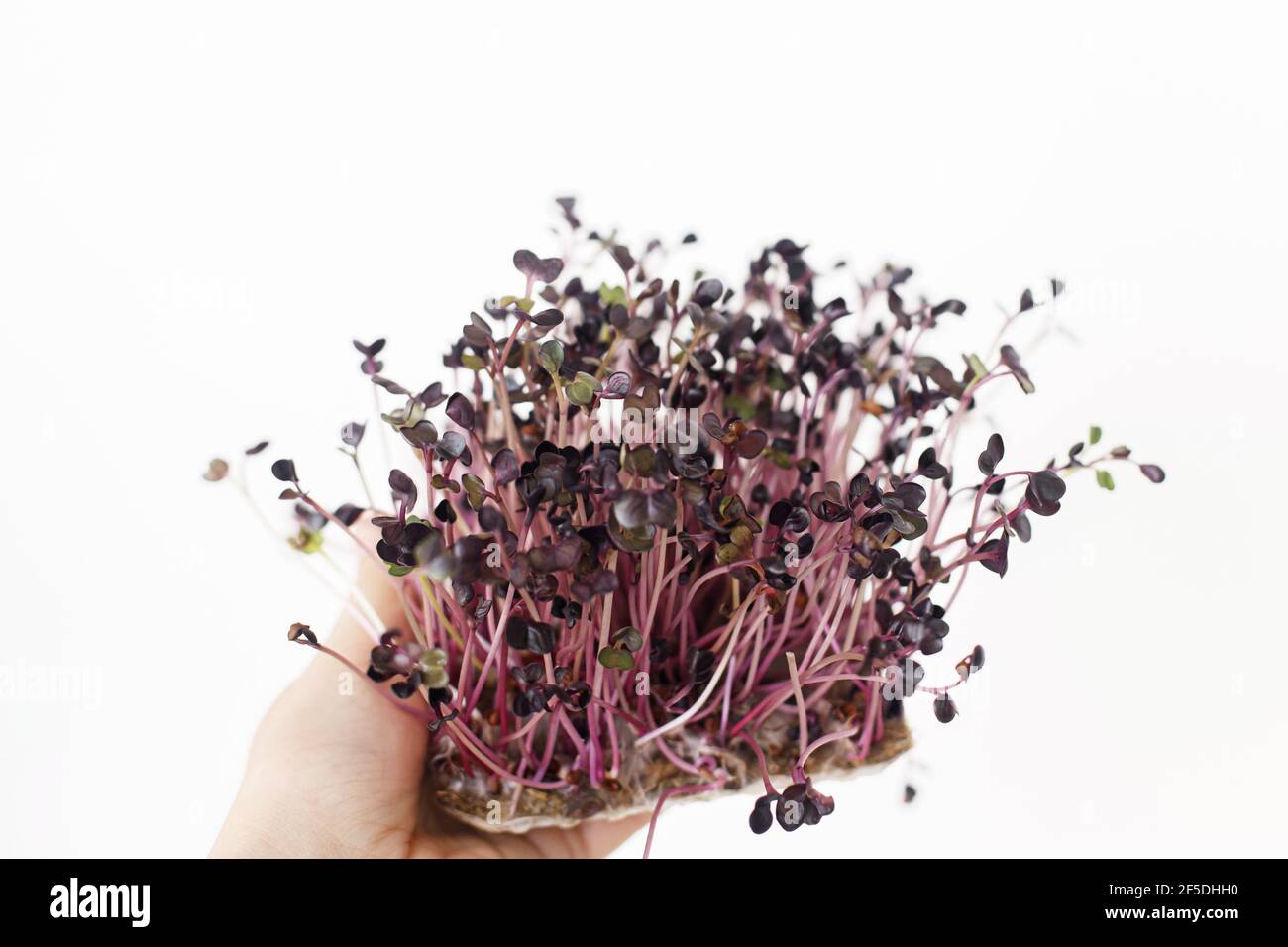Growing microgreens at home. Hands holding fresh red radish sprouts on ...