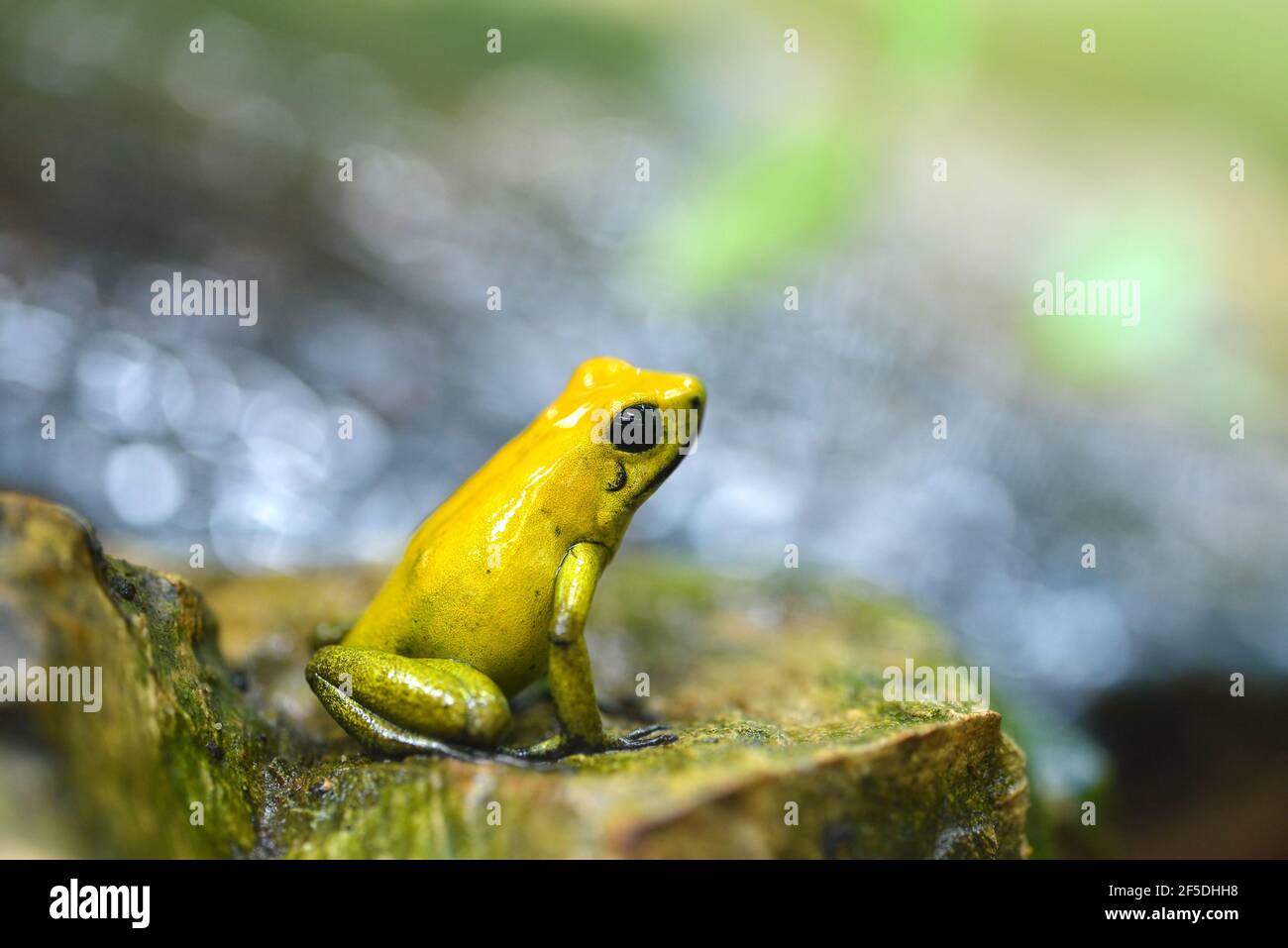 Golden poison dart frog (Phyllobates terribilis) in rainforest ...