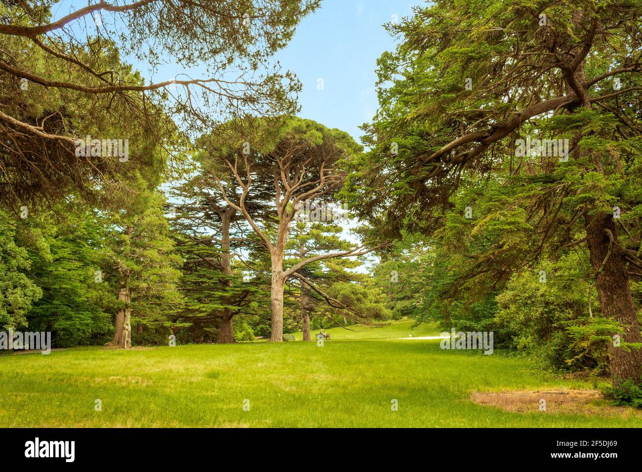 Large clearing covered with lush green grass Stock Photo - Alamy