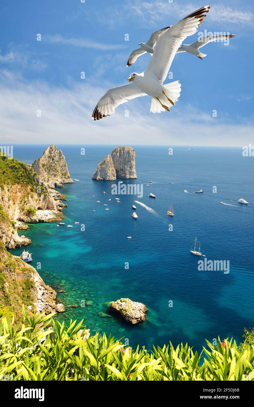 Seagulls flying near the Faraglioni cliffs on island Capri. Rock ...