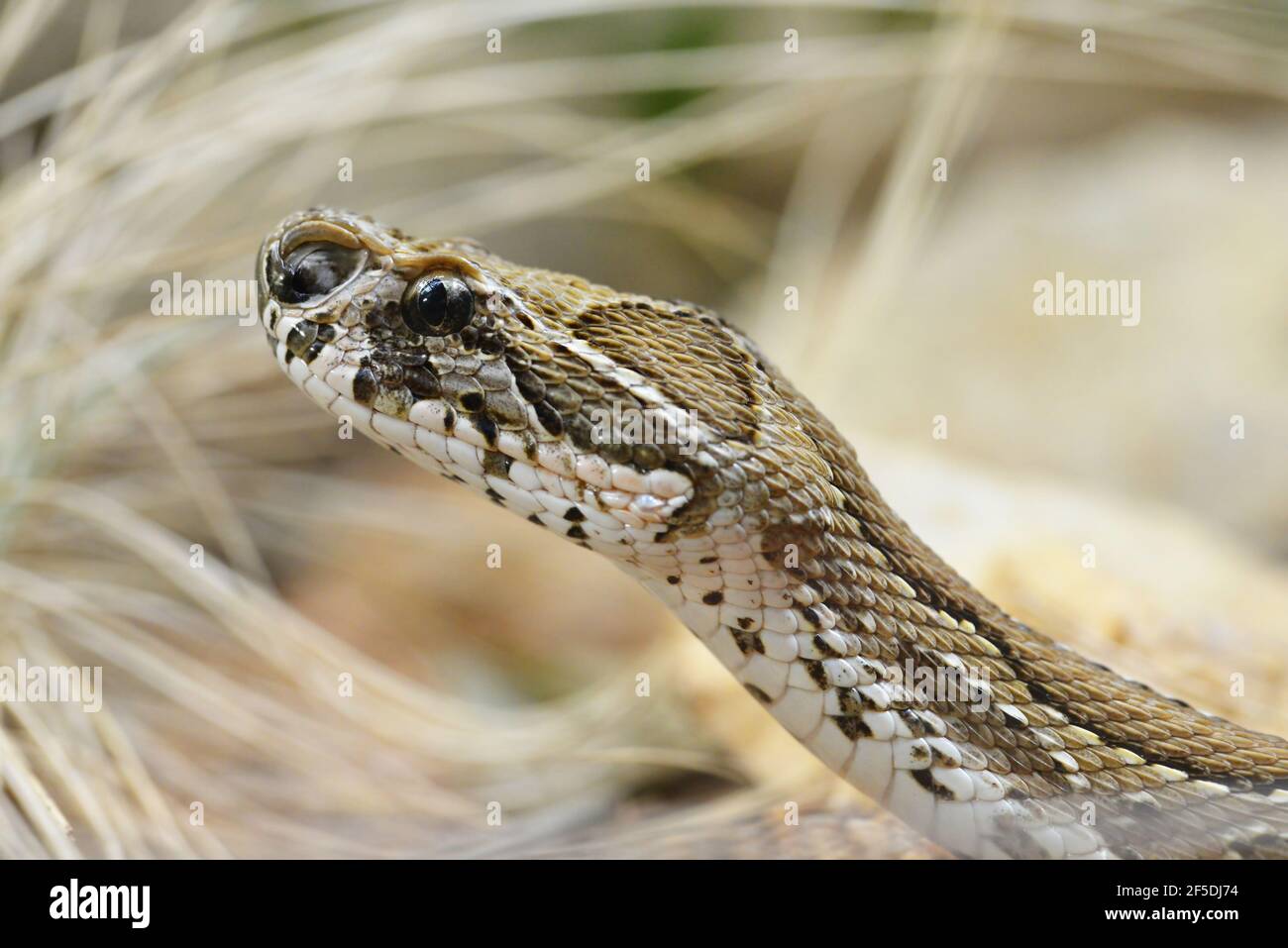 Russell's viper ( Daboia russelii ),venomous snake living in South Asia ...