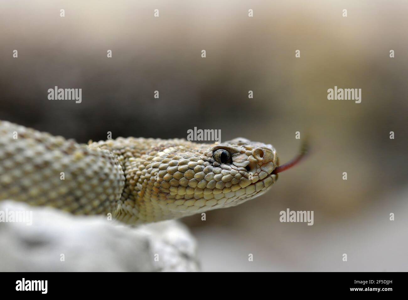 South American rattlesnake (Crotalus durissus unicolor) close up ...