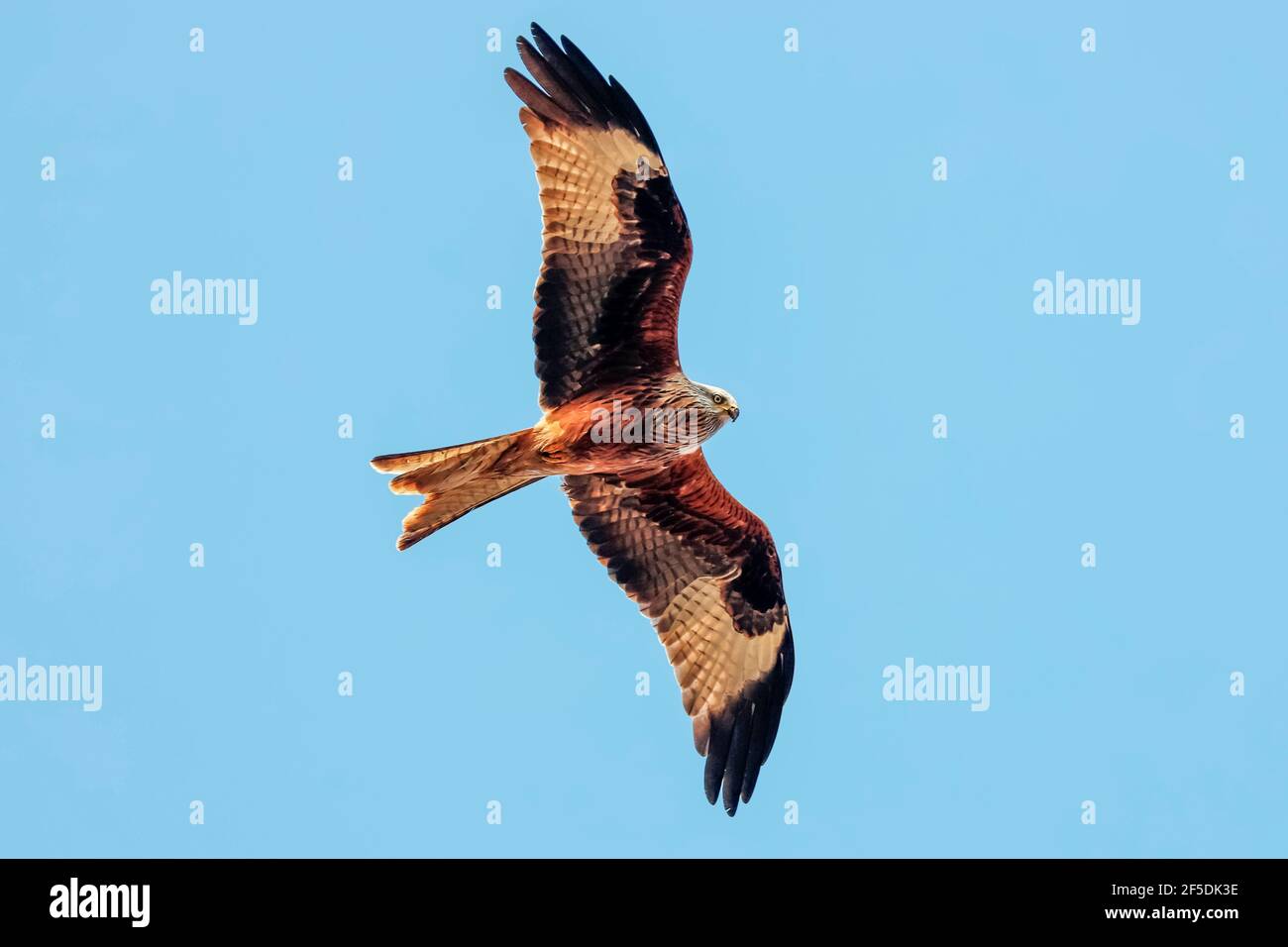 Red kite (Milvus milvus) scavenger bird of prey in flight. Once ...
