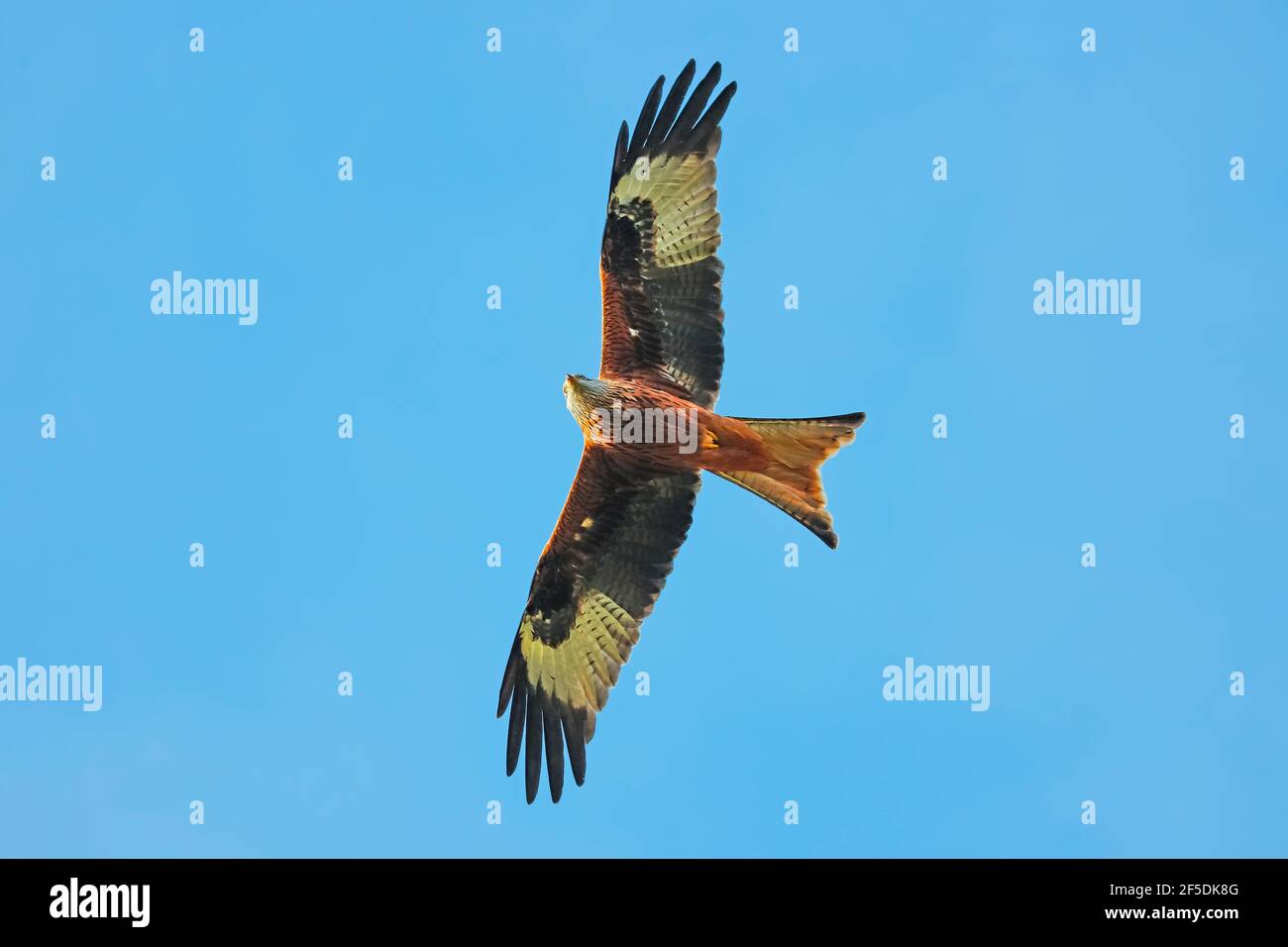 Red kite (Milvus milvus) scavenger bird of prey in flight. Once ...