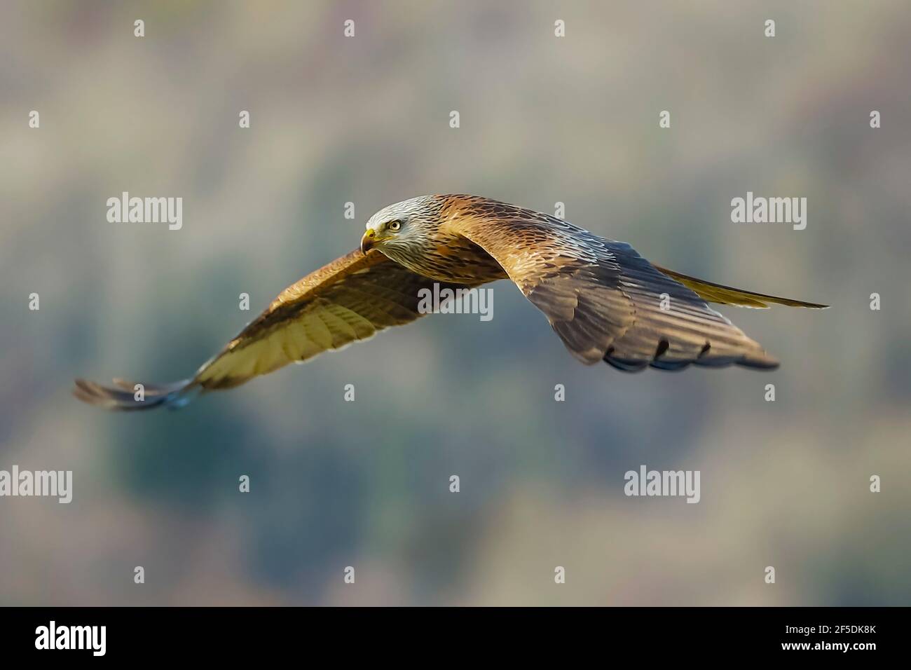 Red kite (Milvus milvus) scavenger bird of prey in flight. Once ...