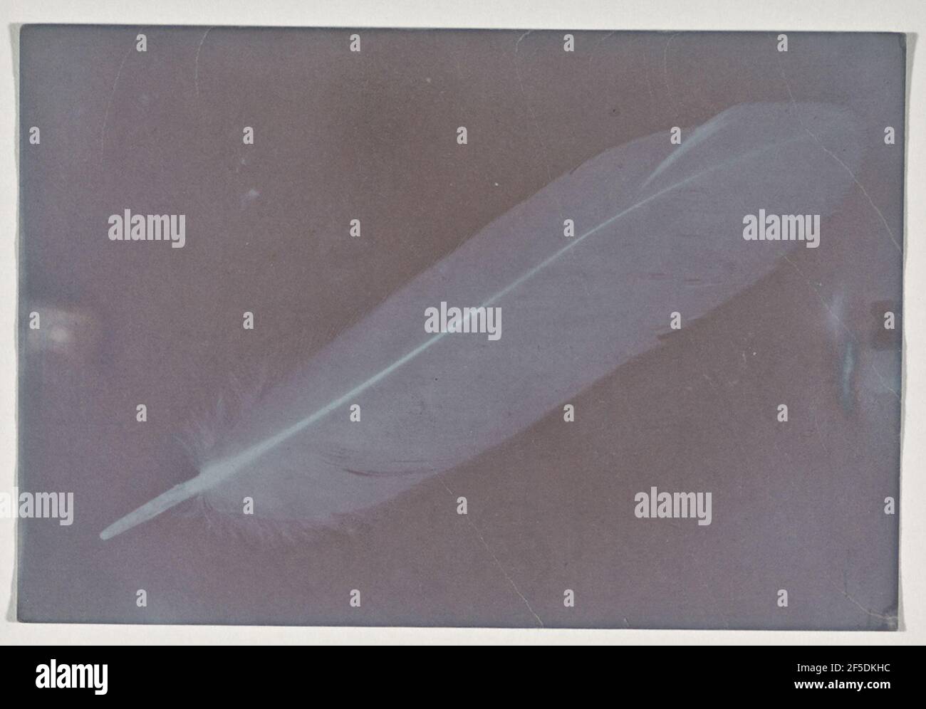 Feather. Unknown maker Stock Photo - Alamy