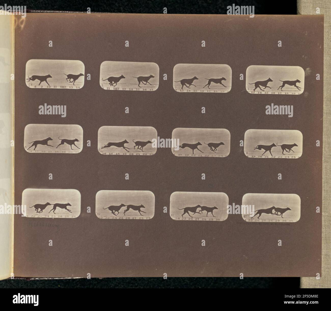 Greyhounds running hi-res stock photography and images - Alamy