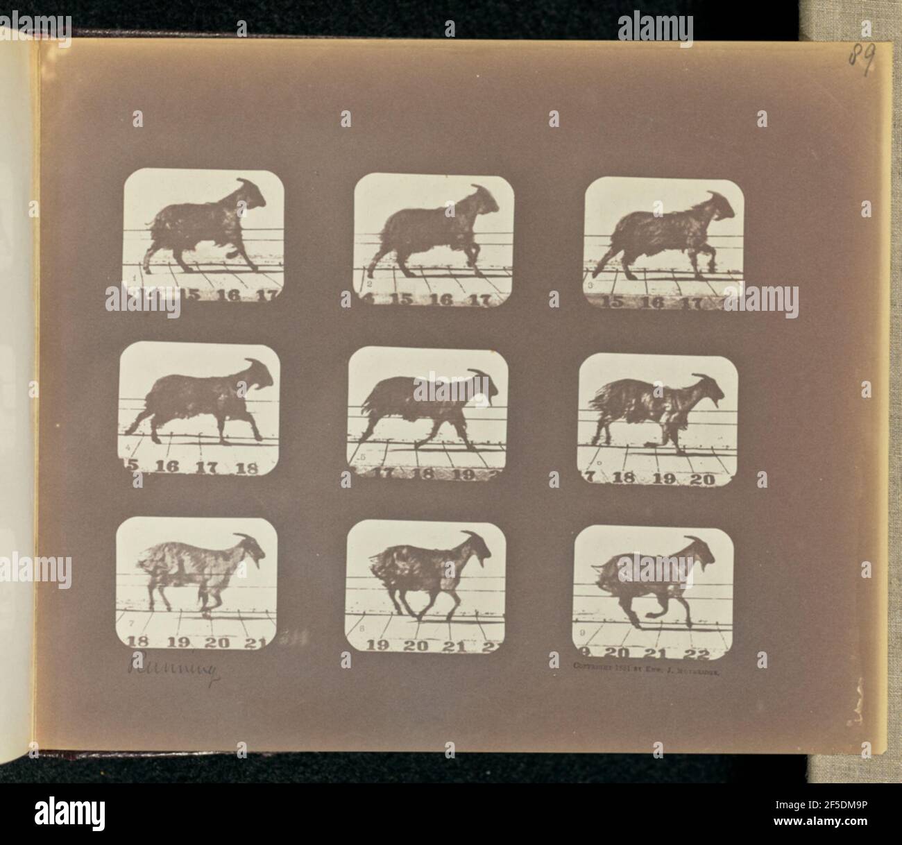 Running. Nine frames depicting a goat running. The frames are numbered ...